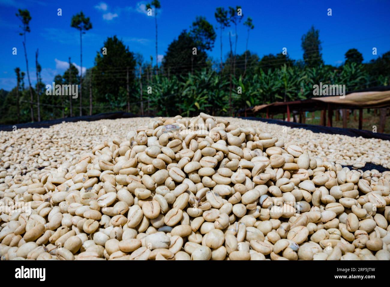 coffee dryer greenhouse solar dryer Structure for drying the coffee ...