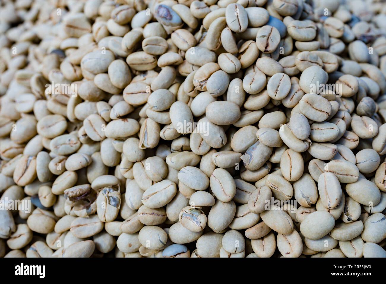 Red Coffee Beans Coffee red beans raw ripe farming in Kenya East Africa ...