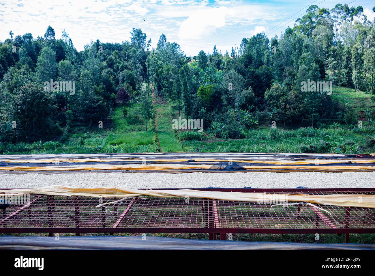 coffee dryer greenhouse solar dryer Structure for drying the coffee ...