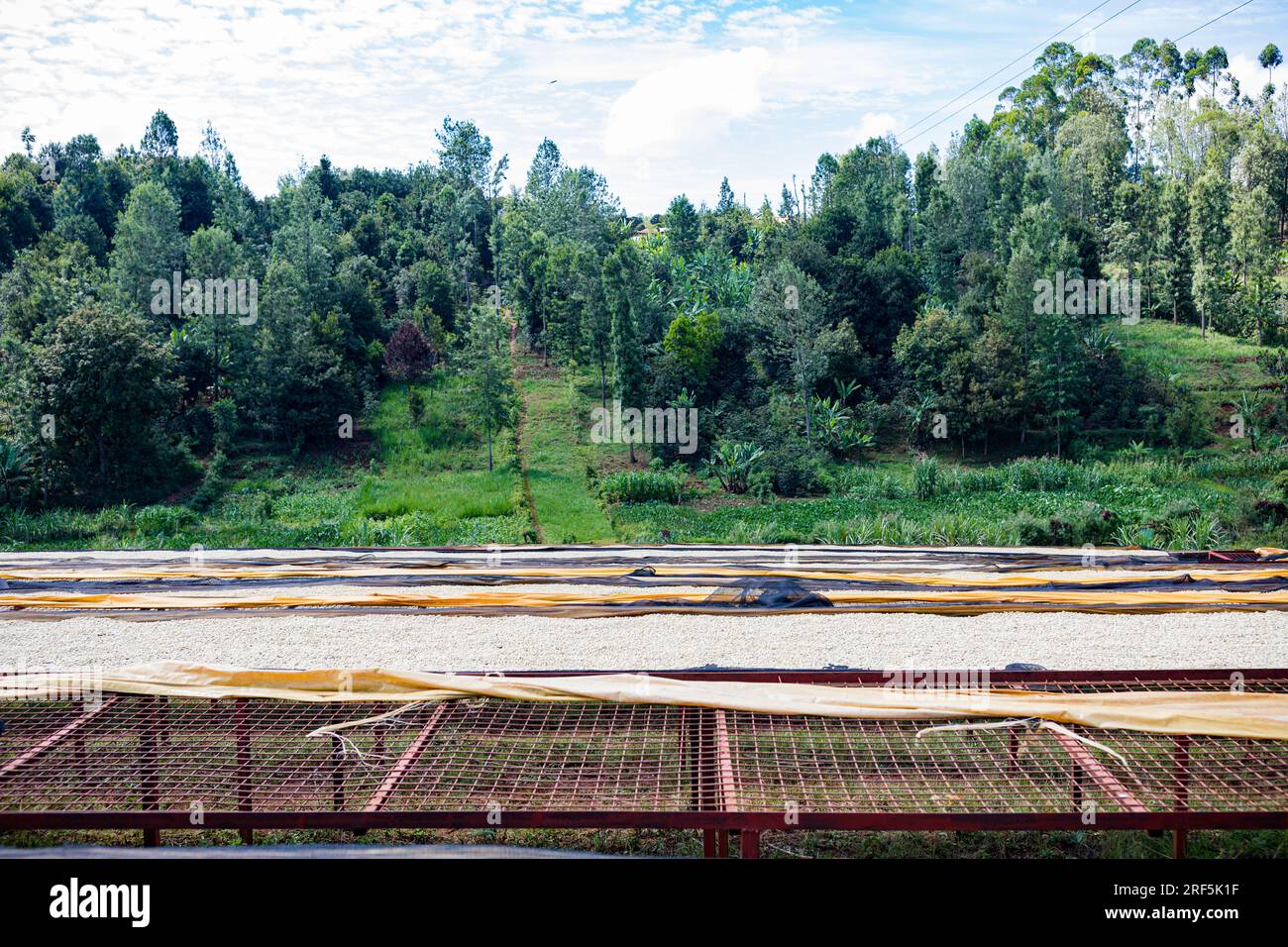 coffee dryer greenhouse solar dryer Structure for drying the coffee ...