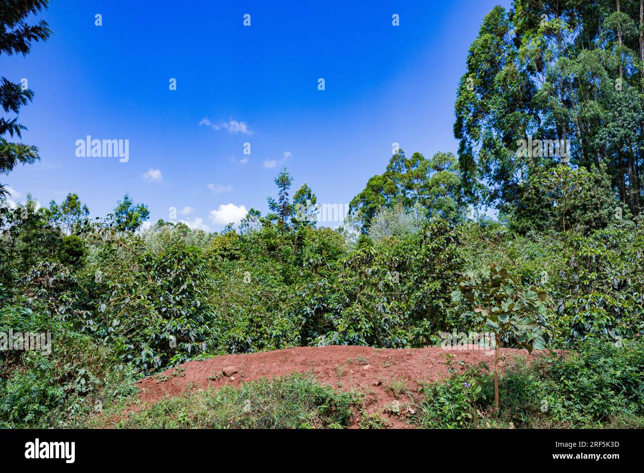 Coffee Trees plantation in Ruiru, Kiambu County, Kenya is a beverage ...