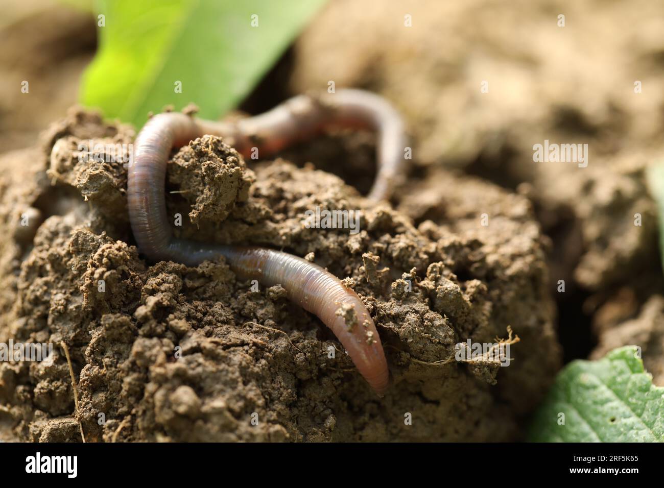 One worm in wet soil, closeup. Terrestrial invertebrates Stock Photo ...