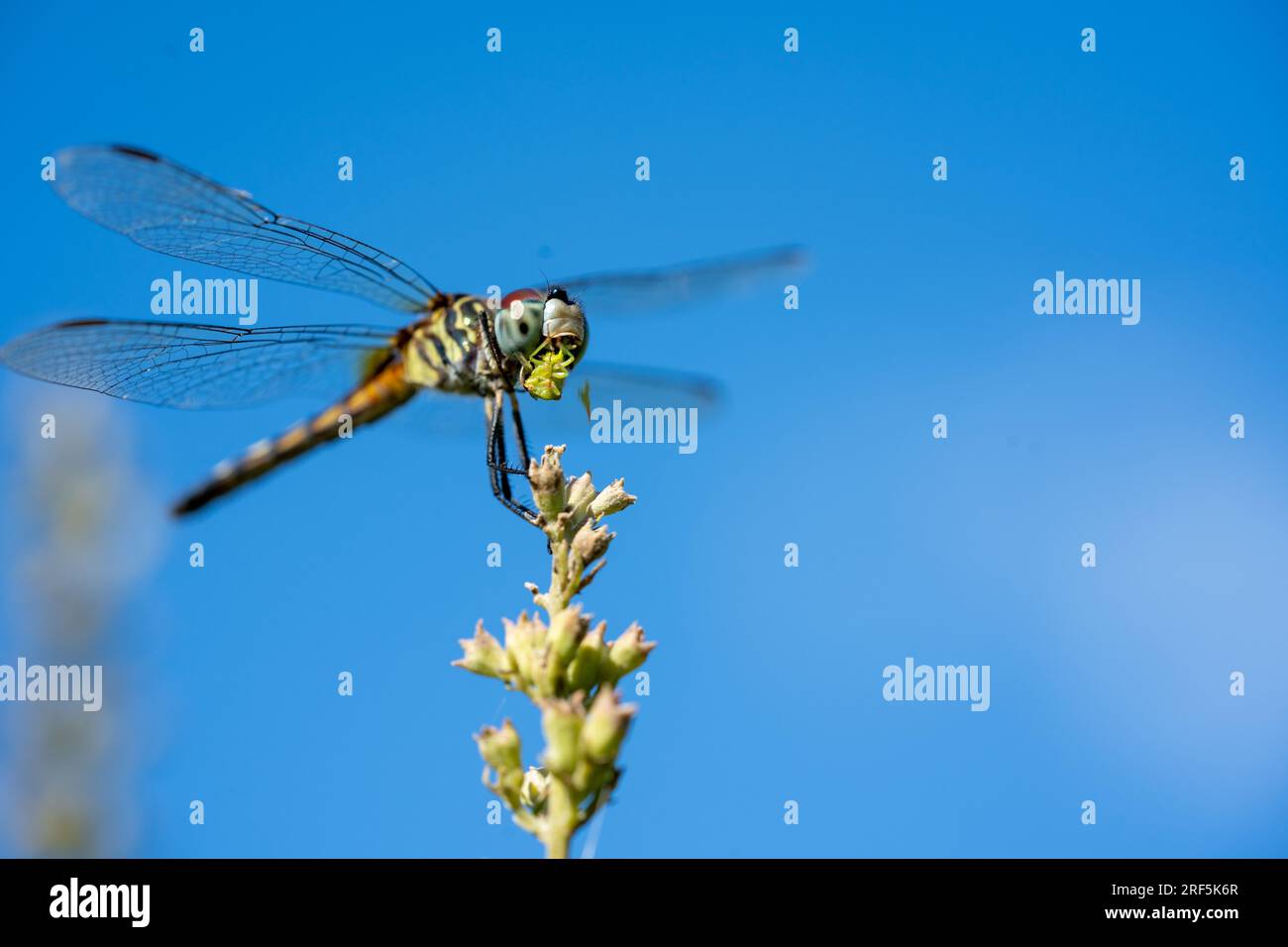 Large dragon fly perched on a butterfly bush eating a bug Stock Photo ...