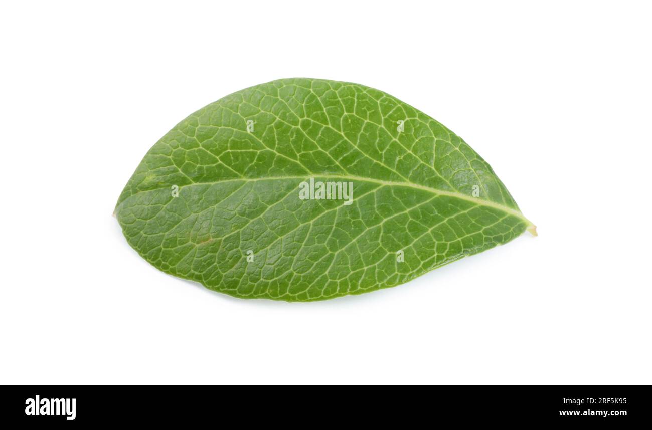 One green blueberry leaf isolated on white Stock Photo - Alamy