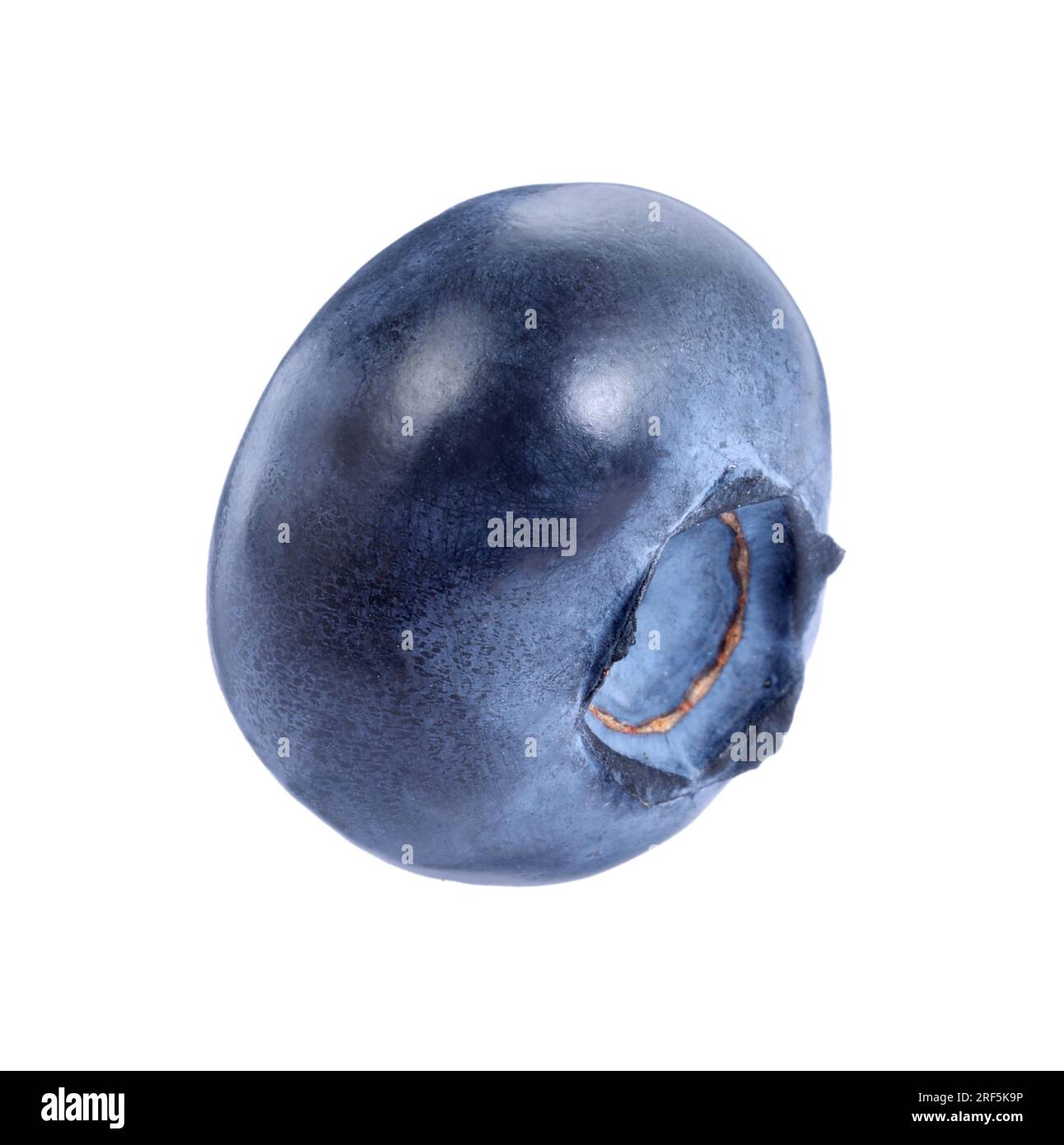 One fresh ripe blueberry isolated on white Stock Photo - Alamy