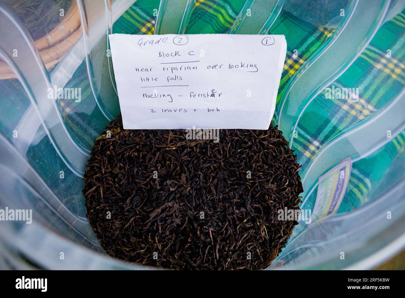 Tea Leaves Selection Sorting Processing In Kiambu County Kenya East ...