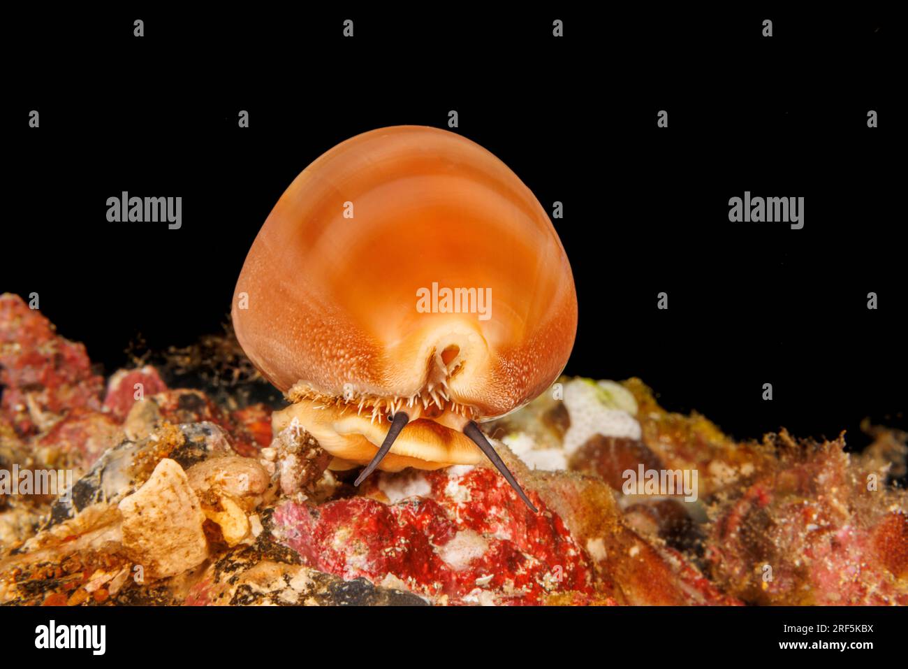 The groove tooth cowry, Lyncina sulcidentata, is also known as the ...