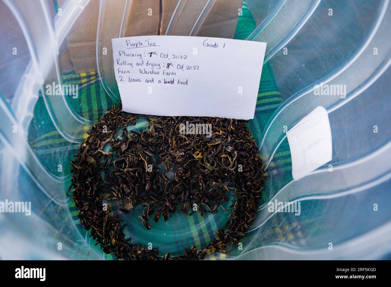 Tea Leaves Selection Sorting Processing In Kiambu County Kenya East ...