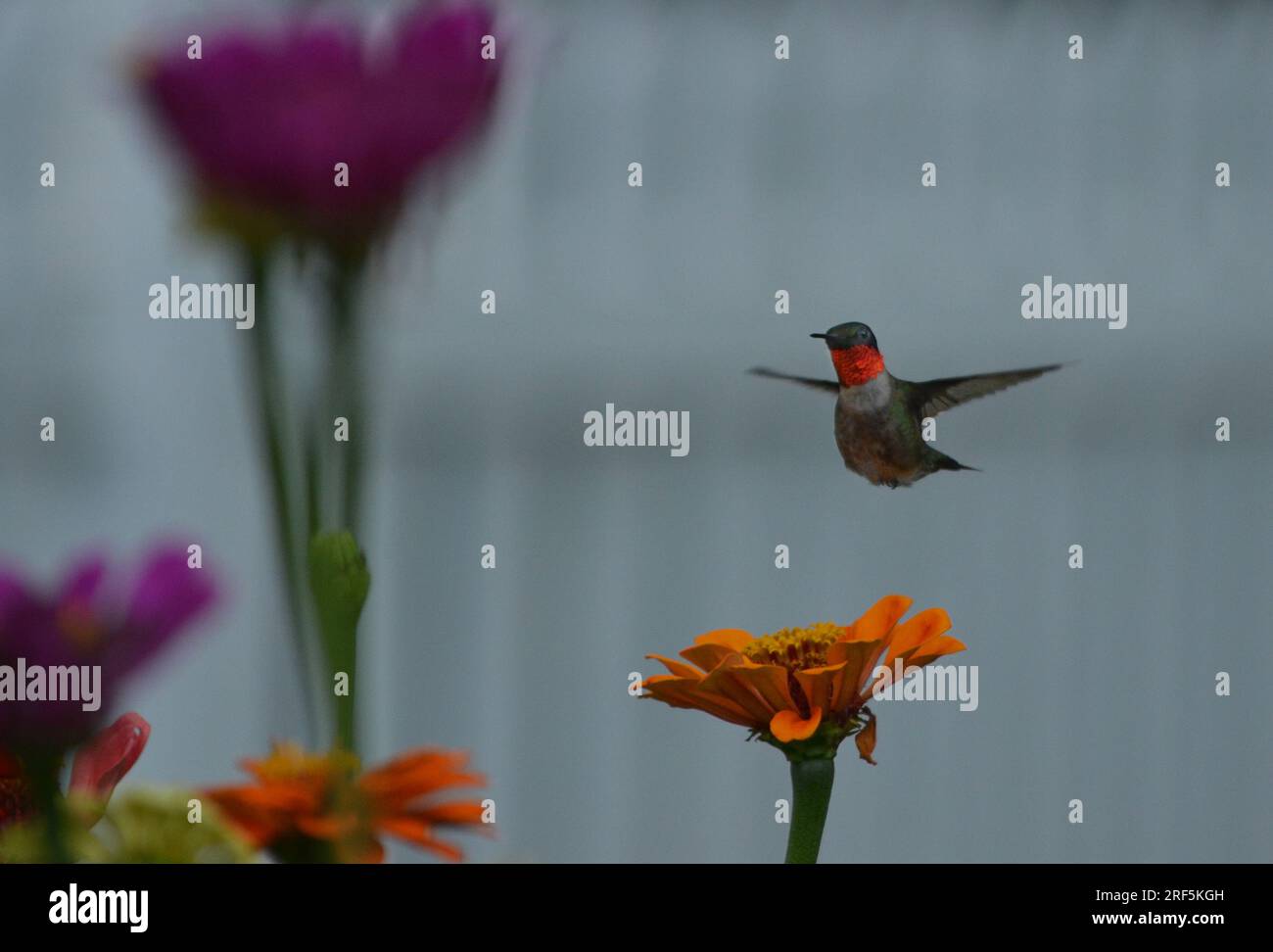 Hummingbird hovering over flowers hi-res stock photography and images ...