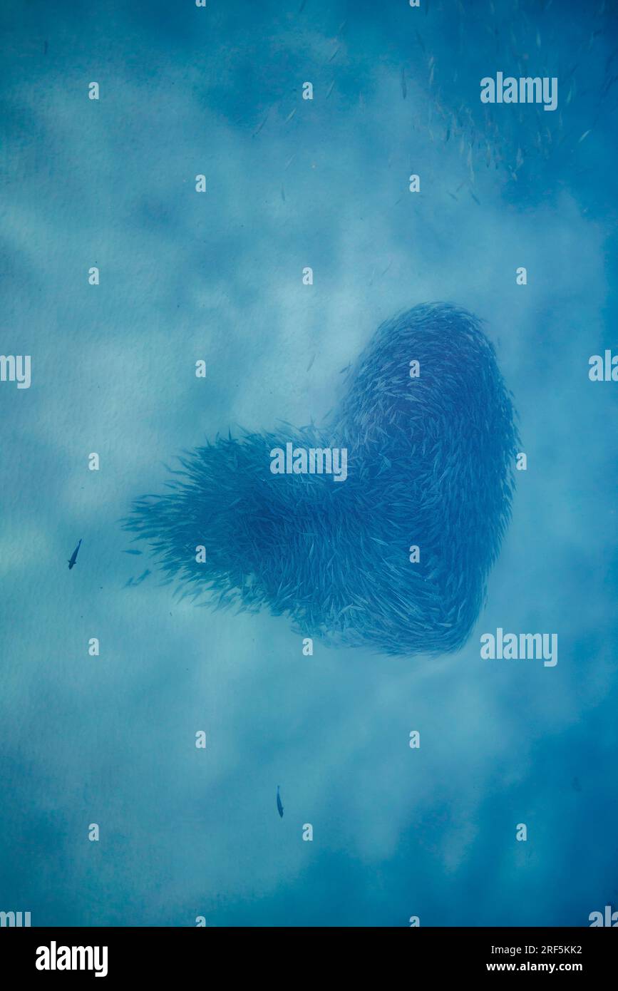 This school of akule or bigeye scad, Selar crumenophthalmus, have ...