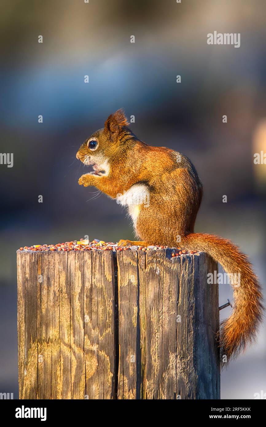 Small Cute Red Squirrel Stock Photo - Alamy