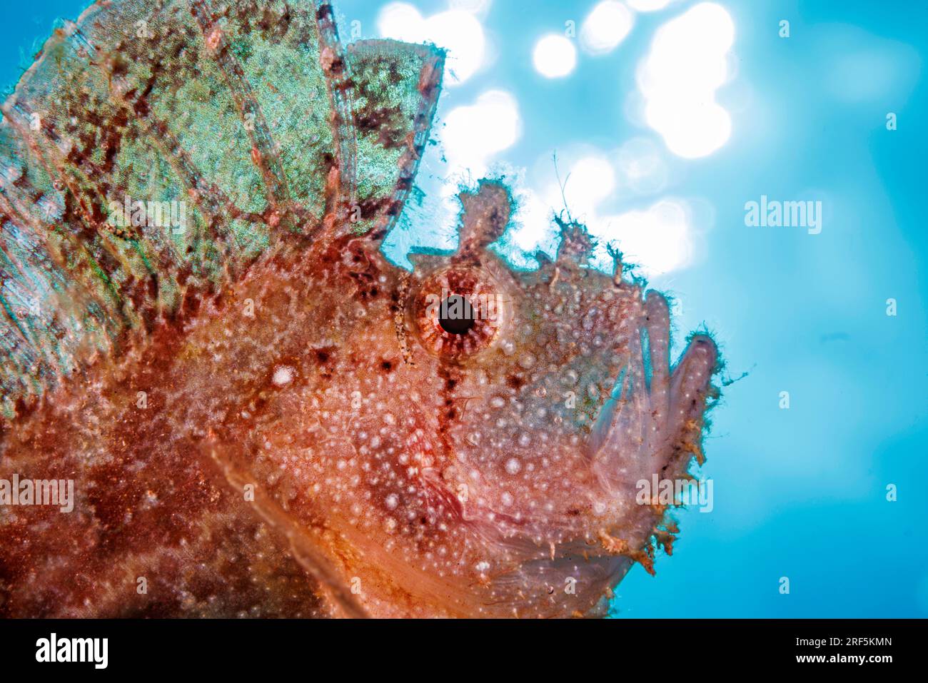 The leaf scorpionfish,Taenianotus triacanthus, does not possess any ...