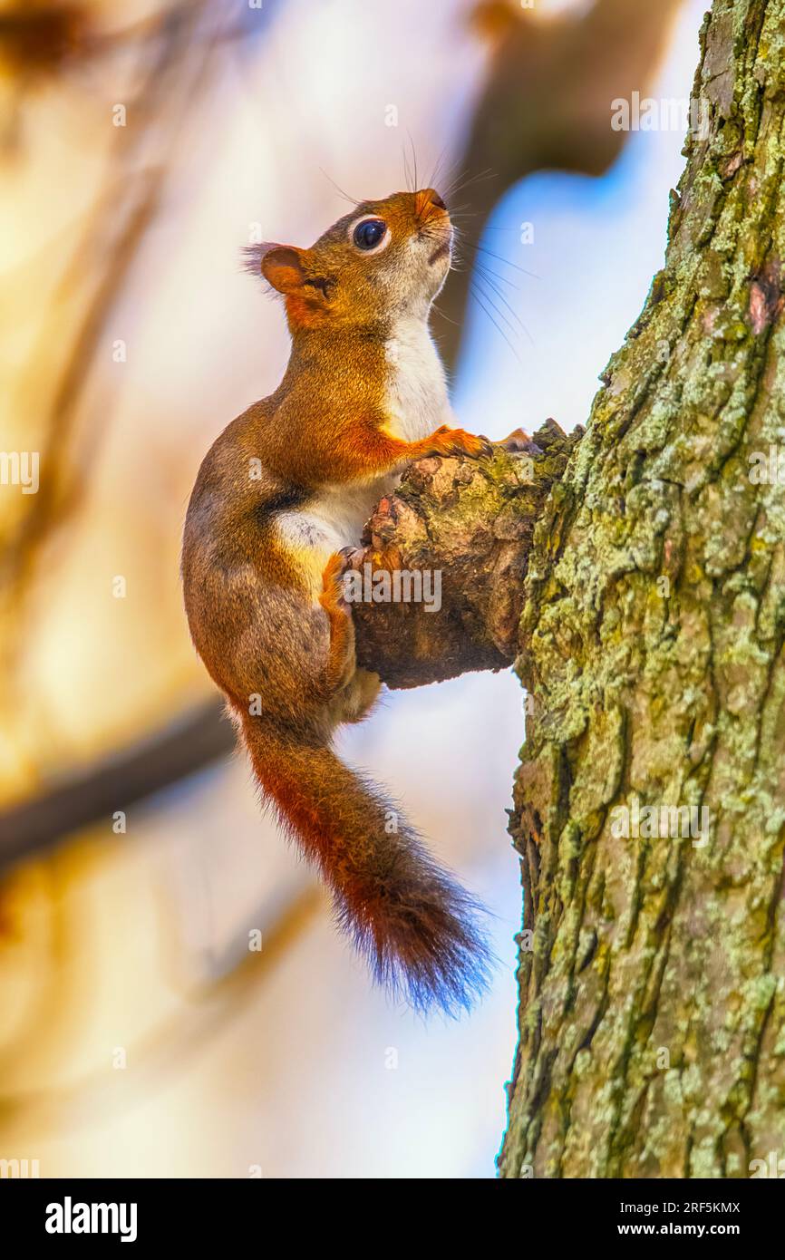 Small Cute Red Squirrel Stock Photo - Alamy