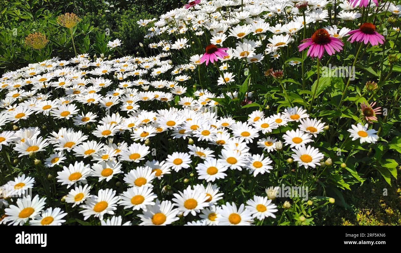Chamomile in bloom hi-res stock photography and images - Alamy
