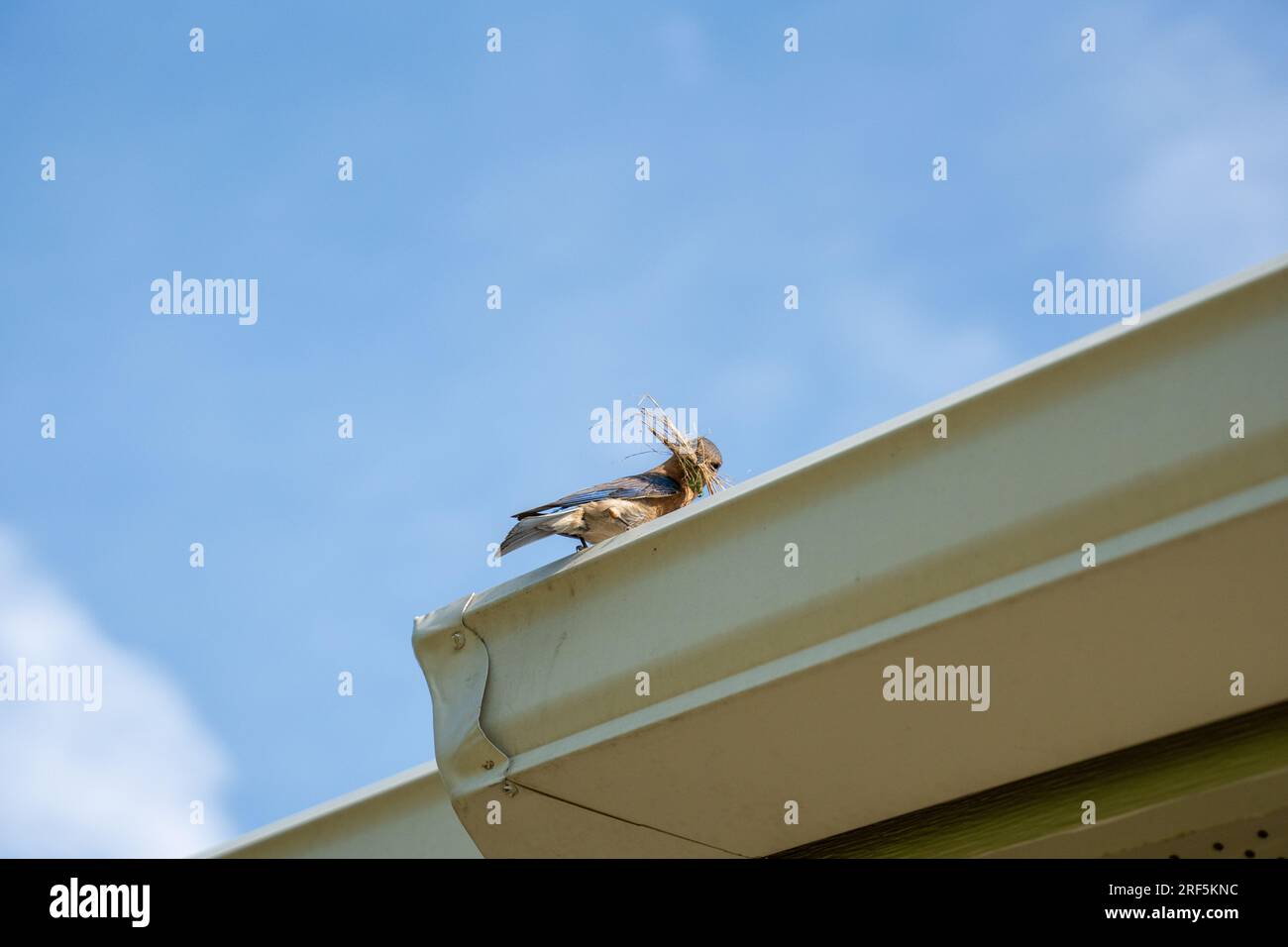 Angry mockingbird hi-res stock photography and images - Alamy