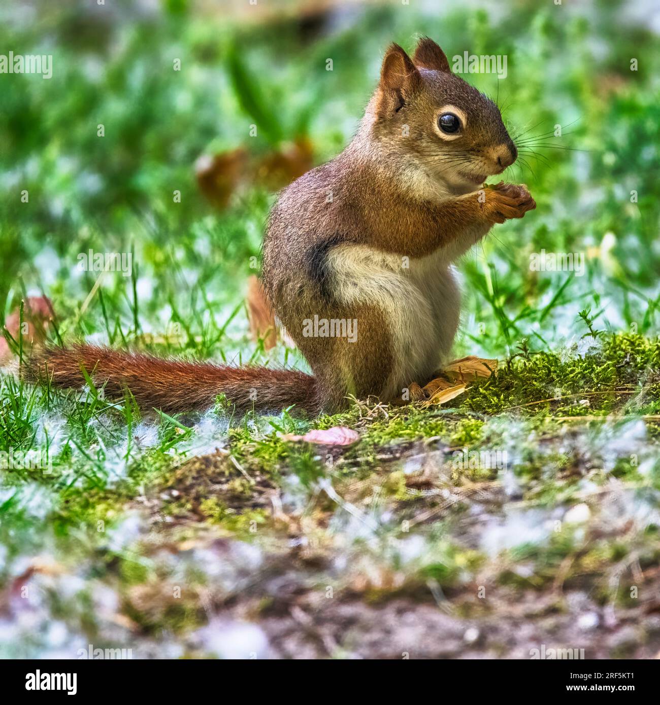 Gray Squirrel Eating a seed Stock Photo - Alamy