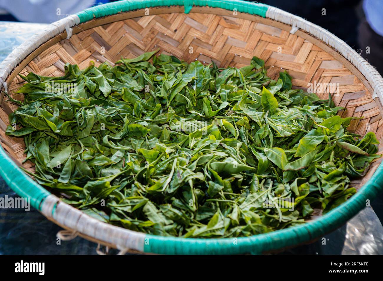 Tea Leaves Selection Sorting Processing In Kiambu County Kenya East ...