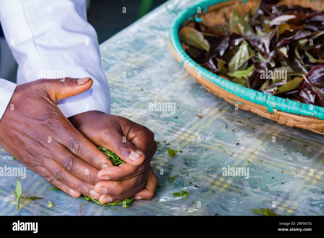 Tea Leaves Selection Sorting Processing In Kiambu County Kenya East ...