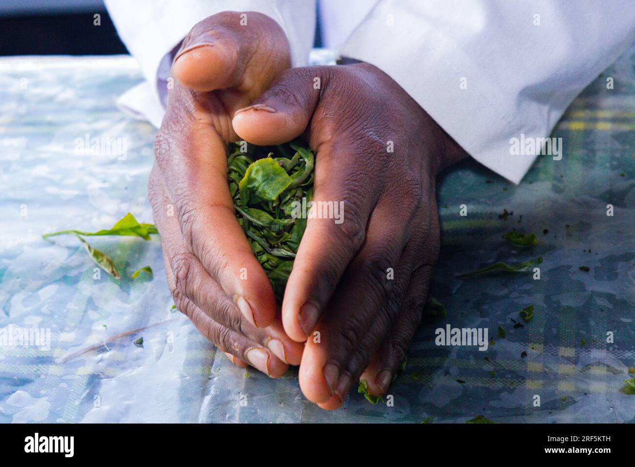 Tea Leaves Selection Sorting Processing In Kiambu County Kenya East ...