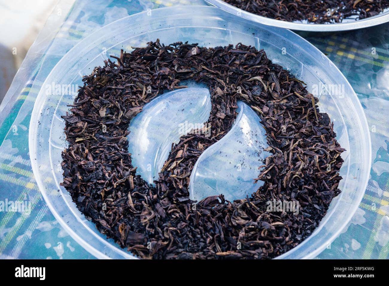 Tea Leaves Selection Sorting Processing In Kiambu County Kenya East ...