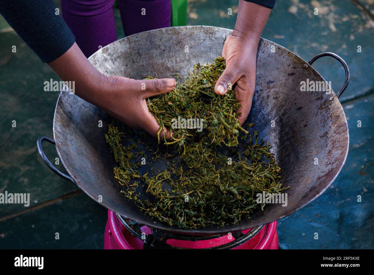 Tea Leaves Selection Sorting Processing In Kiambu County Kenya East ...