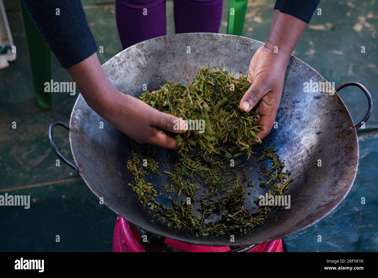 Tea Leaves Selection Sorting Processing In Kiambu County Kenya East ...