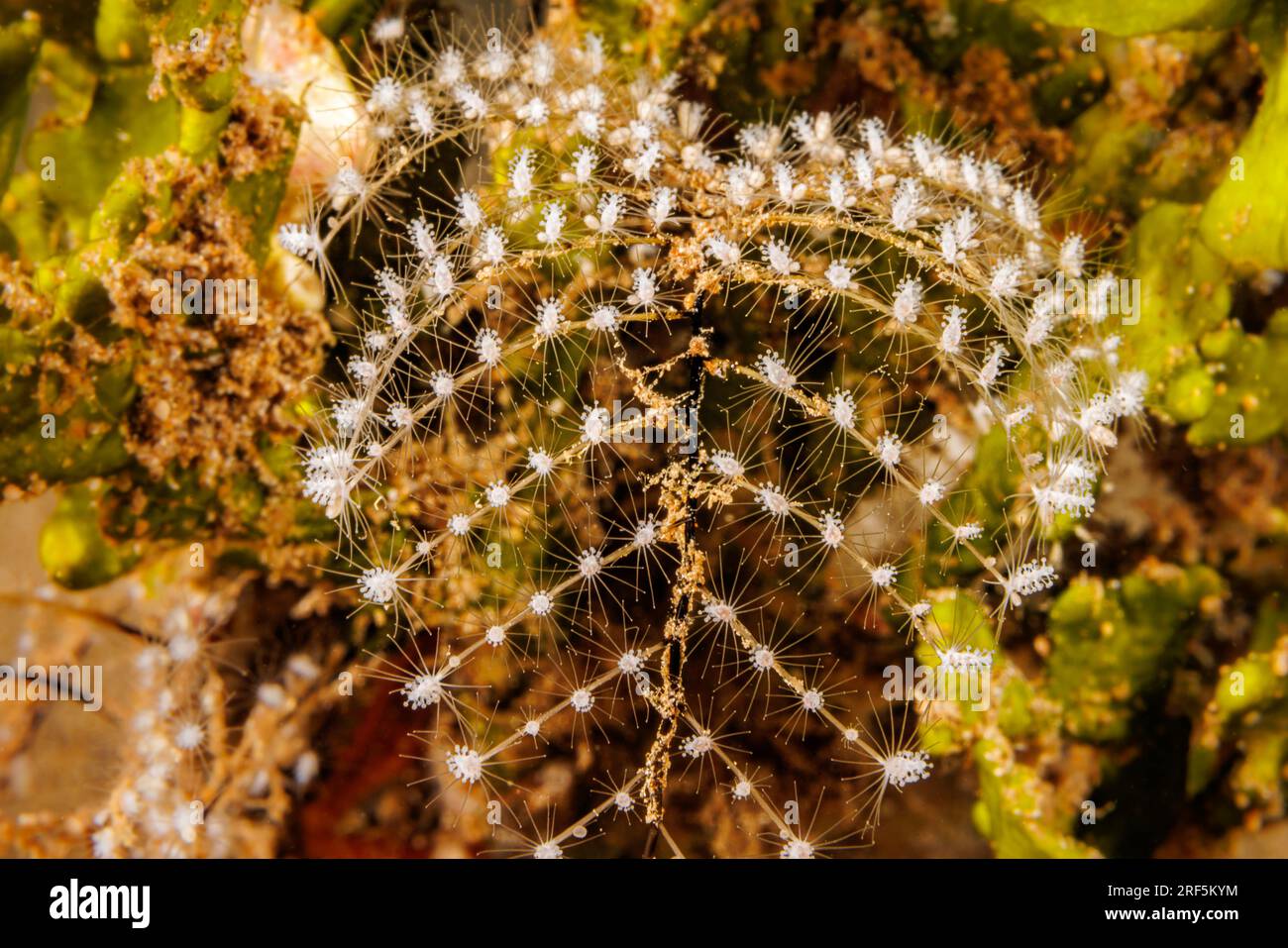Feather hydroid pennaria disticha hi-res stock photography and images ...