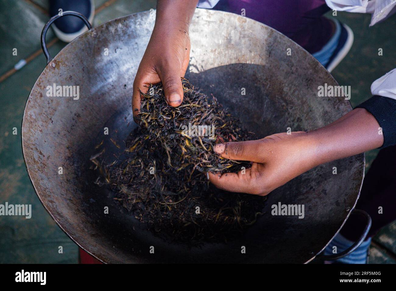 Tea Leaves Selection Sorting Processing In Kiambu County Kenya East ...