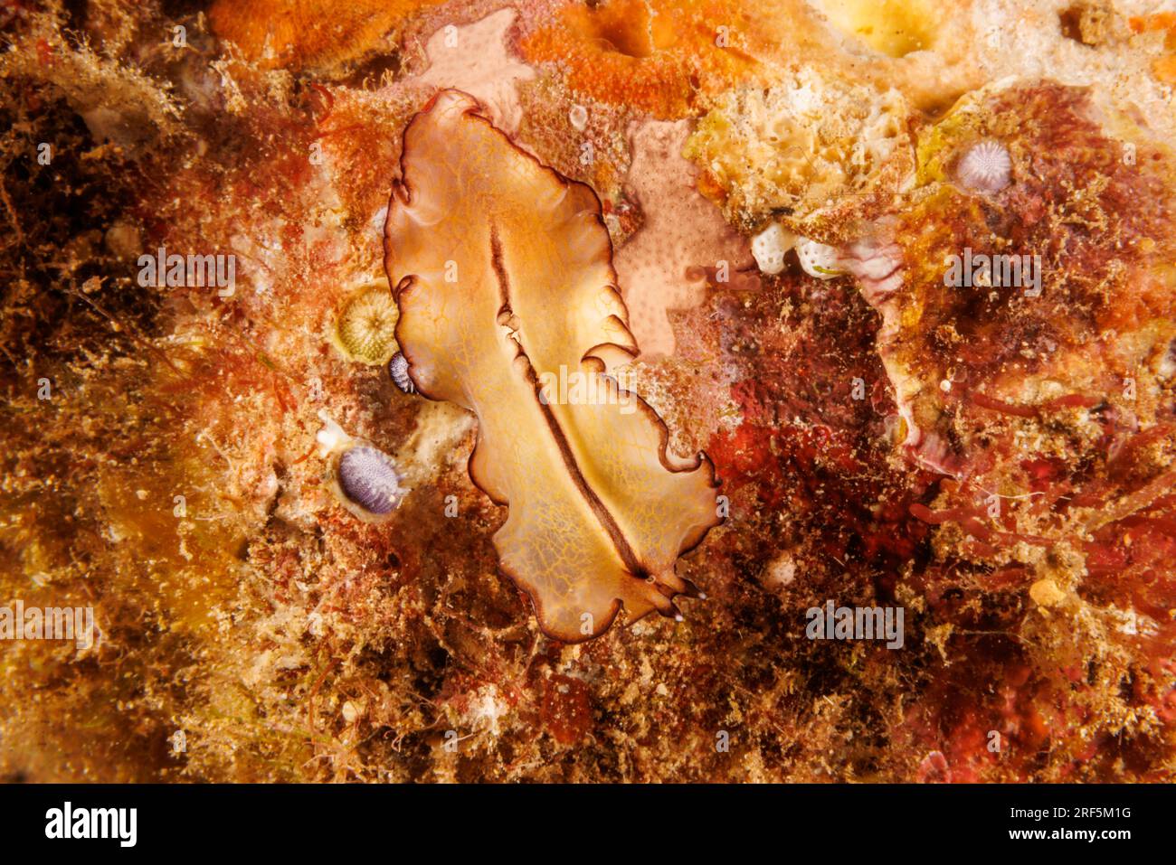 A close look at a brown-stripe flatworm, Pseudobiceros sp. Hawaii Stock Photo - Alamy