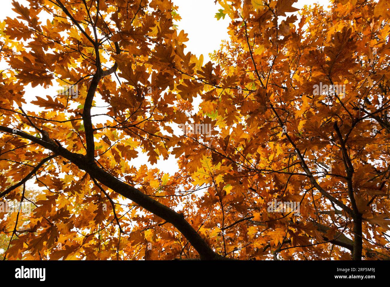 deciduous trees oak in the forest or in the park in autumn leaf fall ...