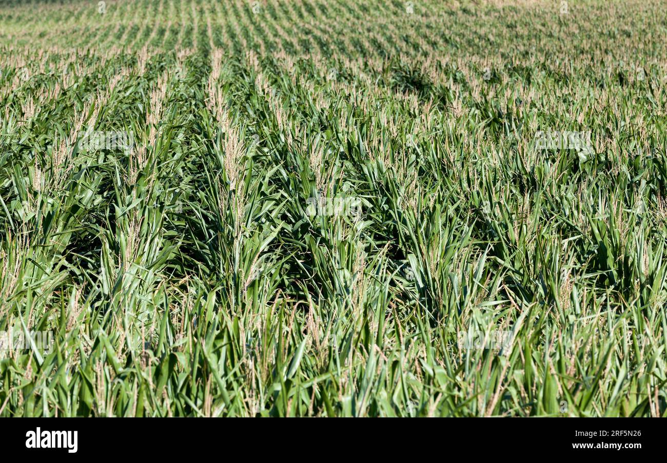 agricultural field where green corn grows on warm summer days ...