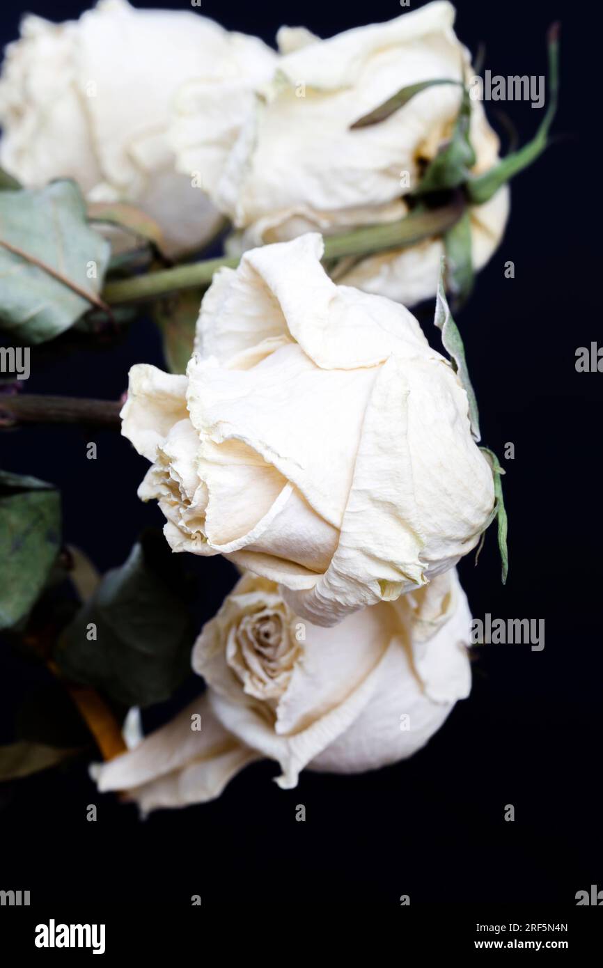 dry white rose on a black background, the rose flower is dried and ...