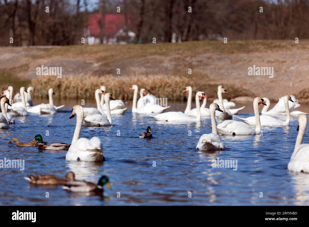 floating on the water a group of white Swan, the spring season birds ...