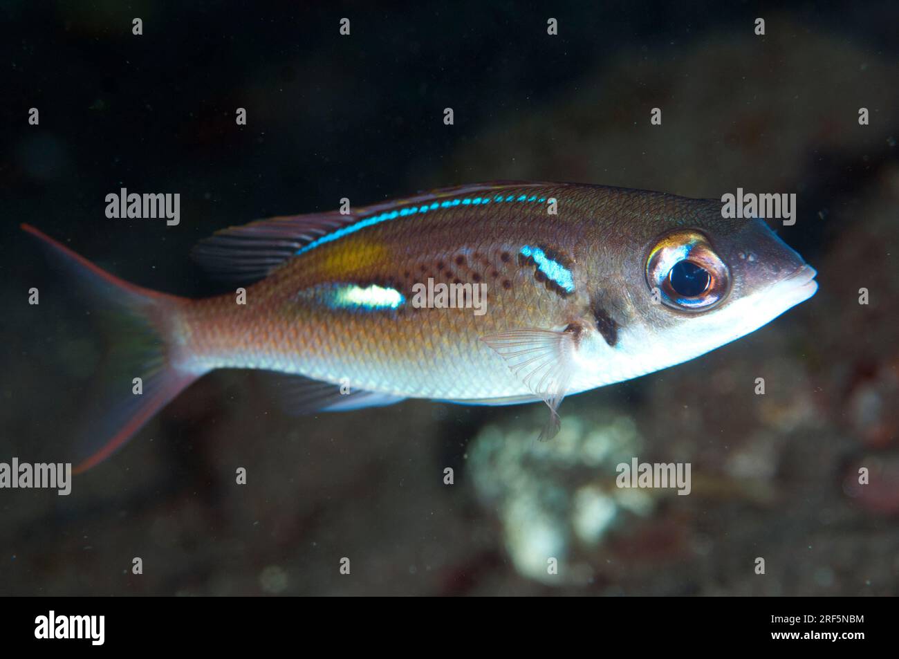 Pearl-streaked Monocle Bream, Scolopsis xenochrous, Wreck Slope dive ...