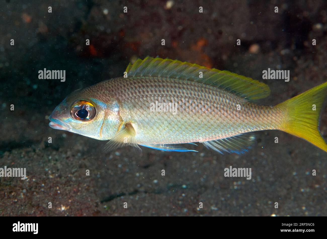 Pale Monocle Bream, Scolopsis affinis, Wreck Slope dive site, Tulamben, Karangasem, Bali ...