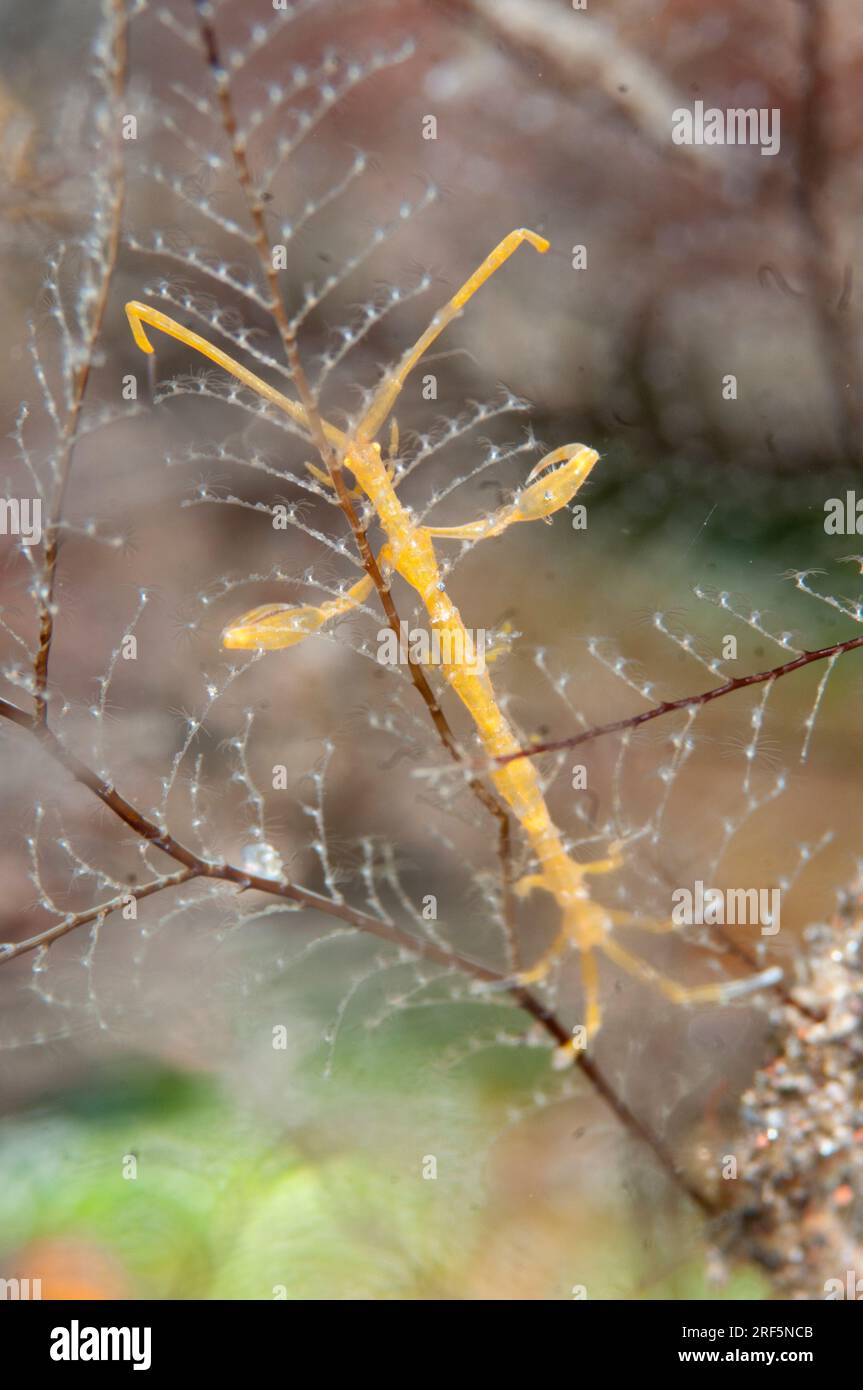 Golden-lined Skeleton Shrimp, Protella sp on Hydroid, Hydrozoa Class ...