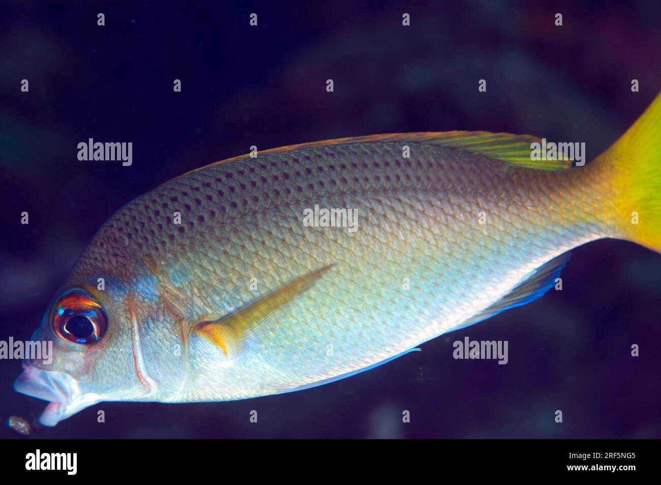 Pale Monocle Bream, Scolopsis affinis, Scuba Seraya Beach Resort house ...