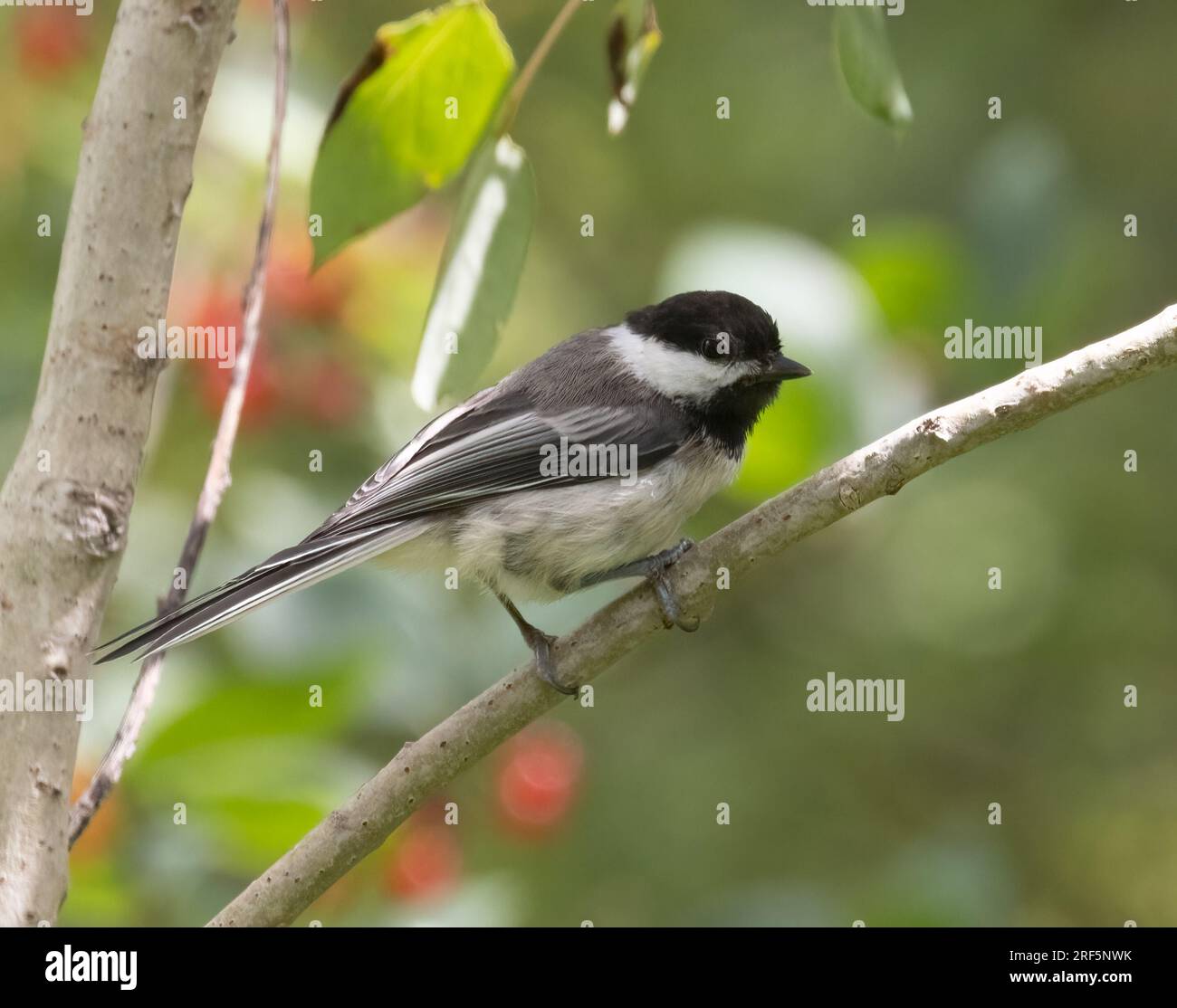 A Black-capped Chickadee in a colourful forest habitat Stock Photo - Alamy