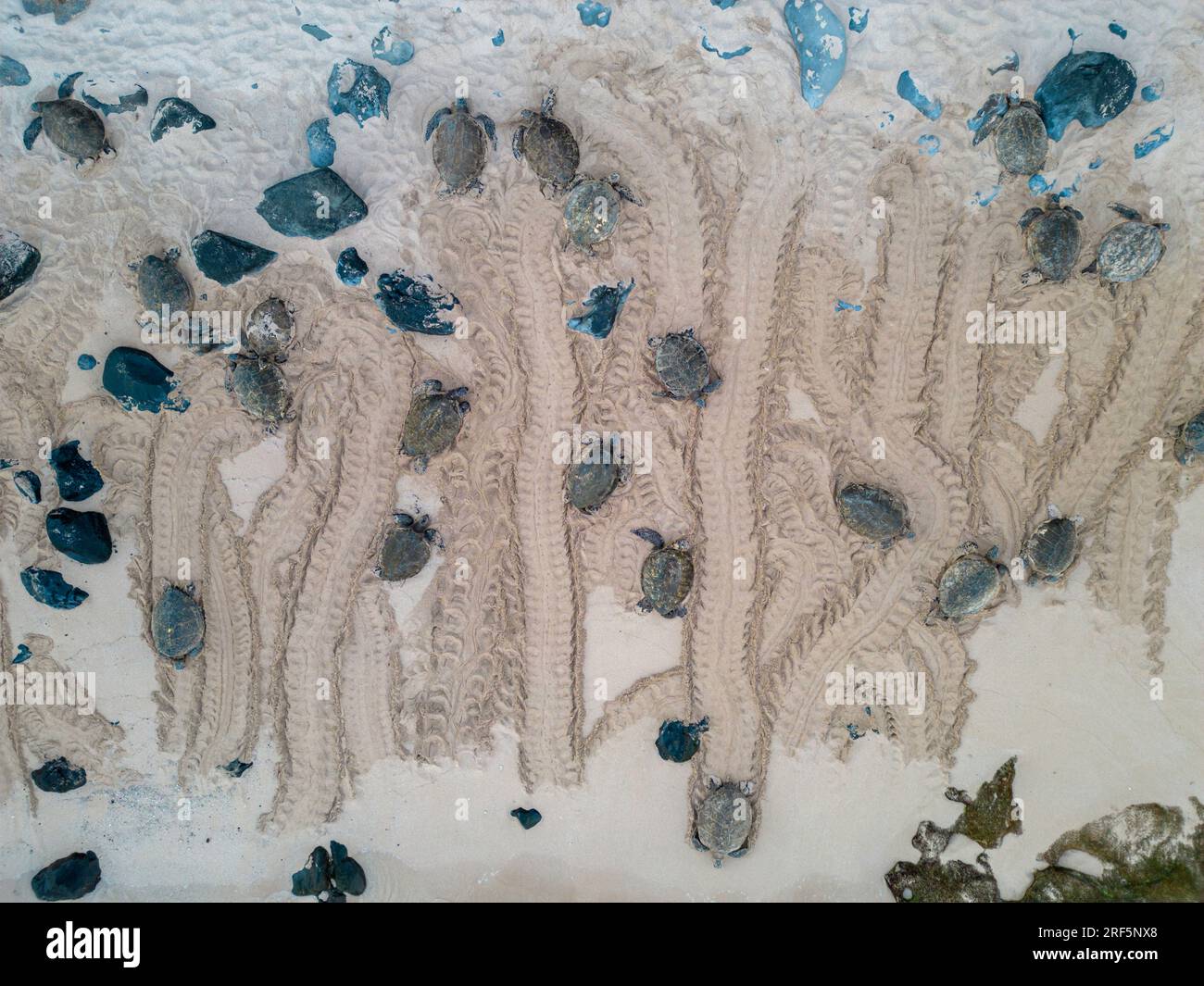 An aerial view of green sea turtles, Chelonia mydas, an endangered ...