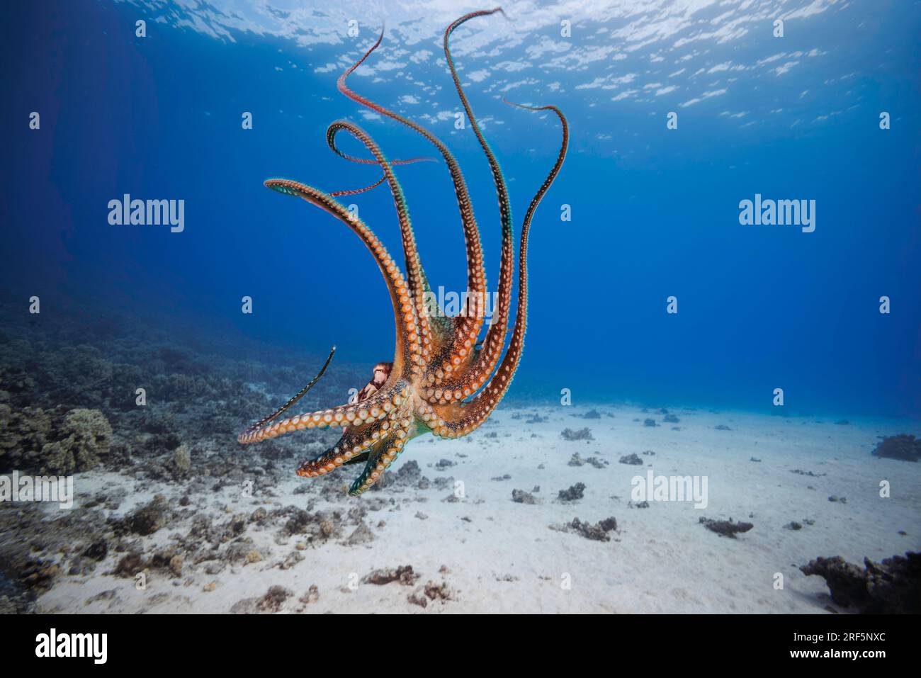 The day octopus, Octopus cyanea, is also known as the big blue octopus ...