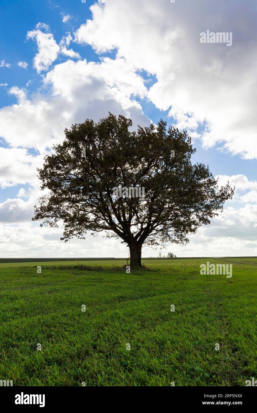 one lone tree growing in a desert area, the tree is tall and stands out ...