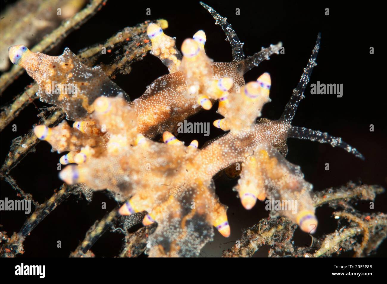 Pair of Mandapam Eubranchus Nudibranches, Eubranchus mandapamensis ...