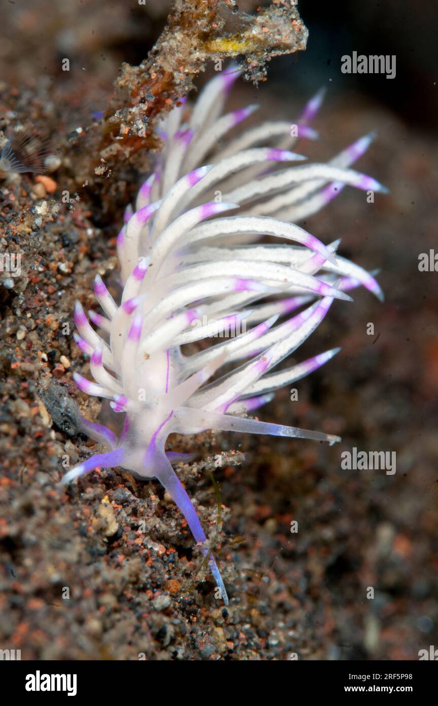 Red-lined Flabellina Nudibranch, Flabellina rubrolineata, Pong Pong ...