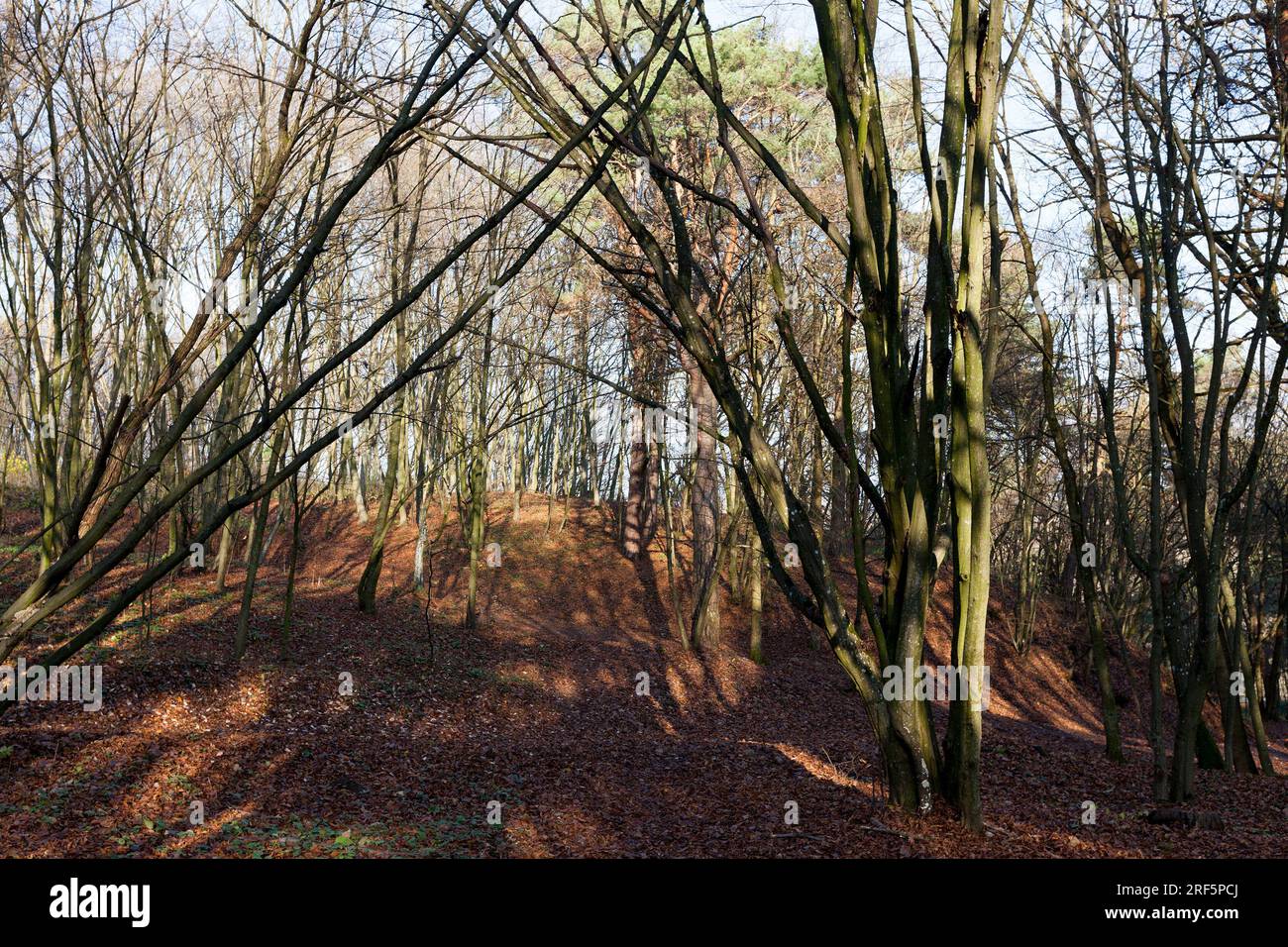 maple foliage in the autumn season during leaf fall, maple with ...