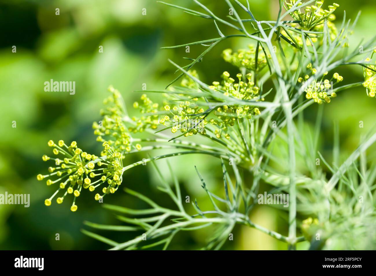 green dill in the agricultural field, agriculture as a type of activity ...