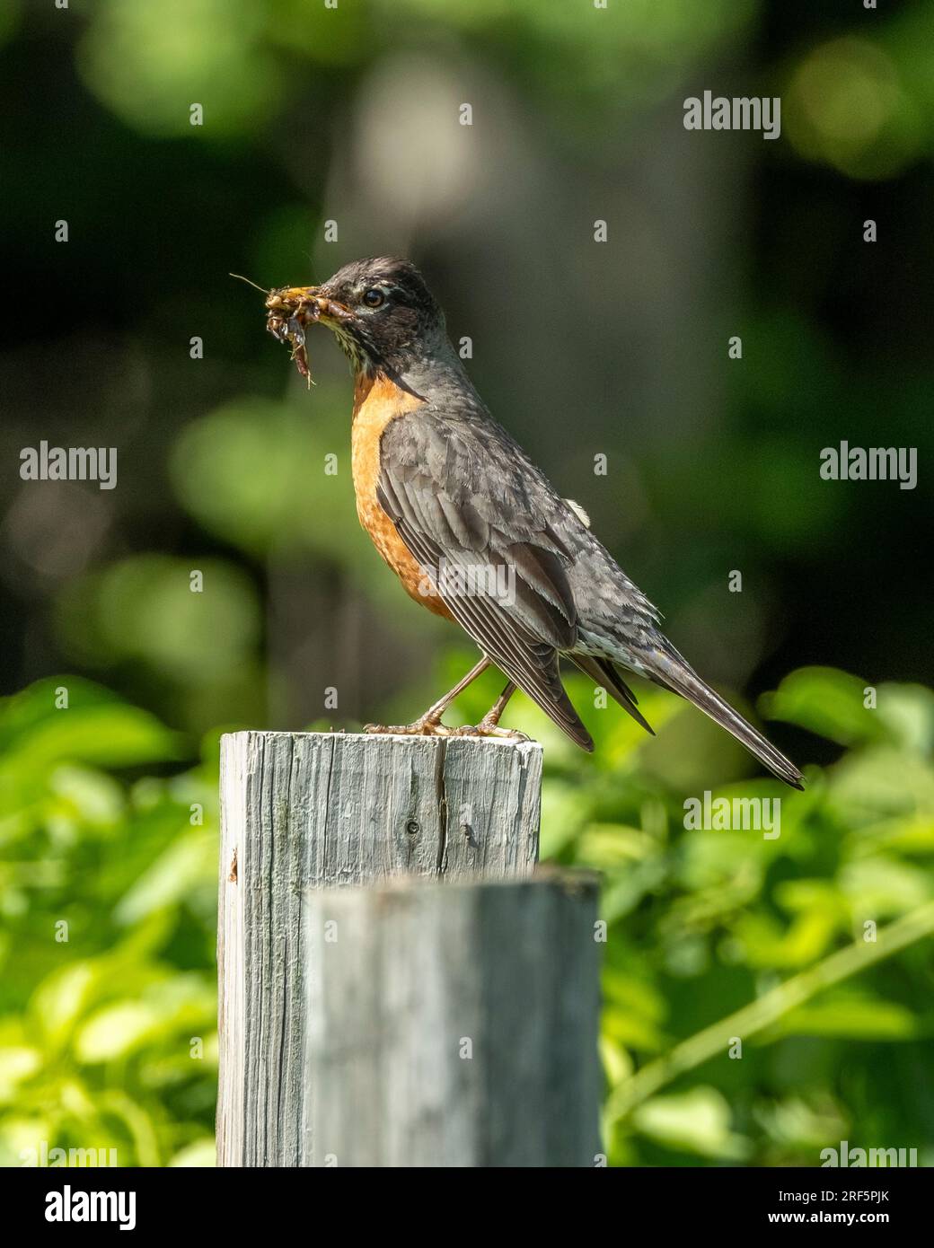 Robin beak hi-res stock photography and images - Alamy