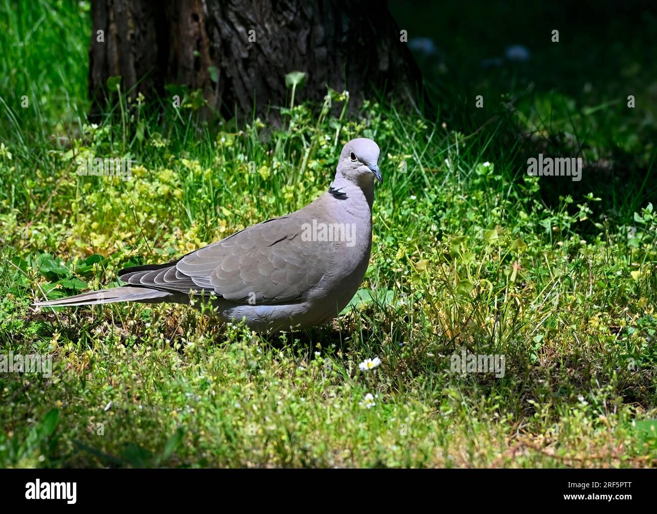 A wild Eurasian Collared Dove " Streptopelia decaocto", foraging in the ...
