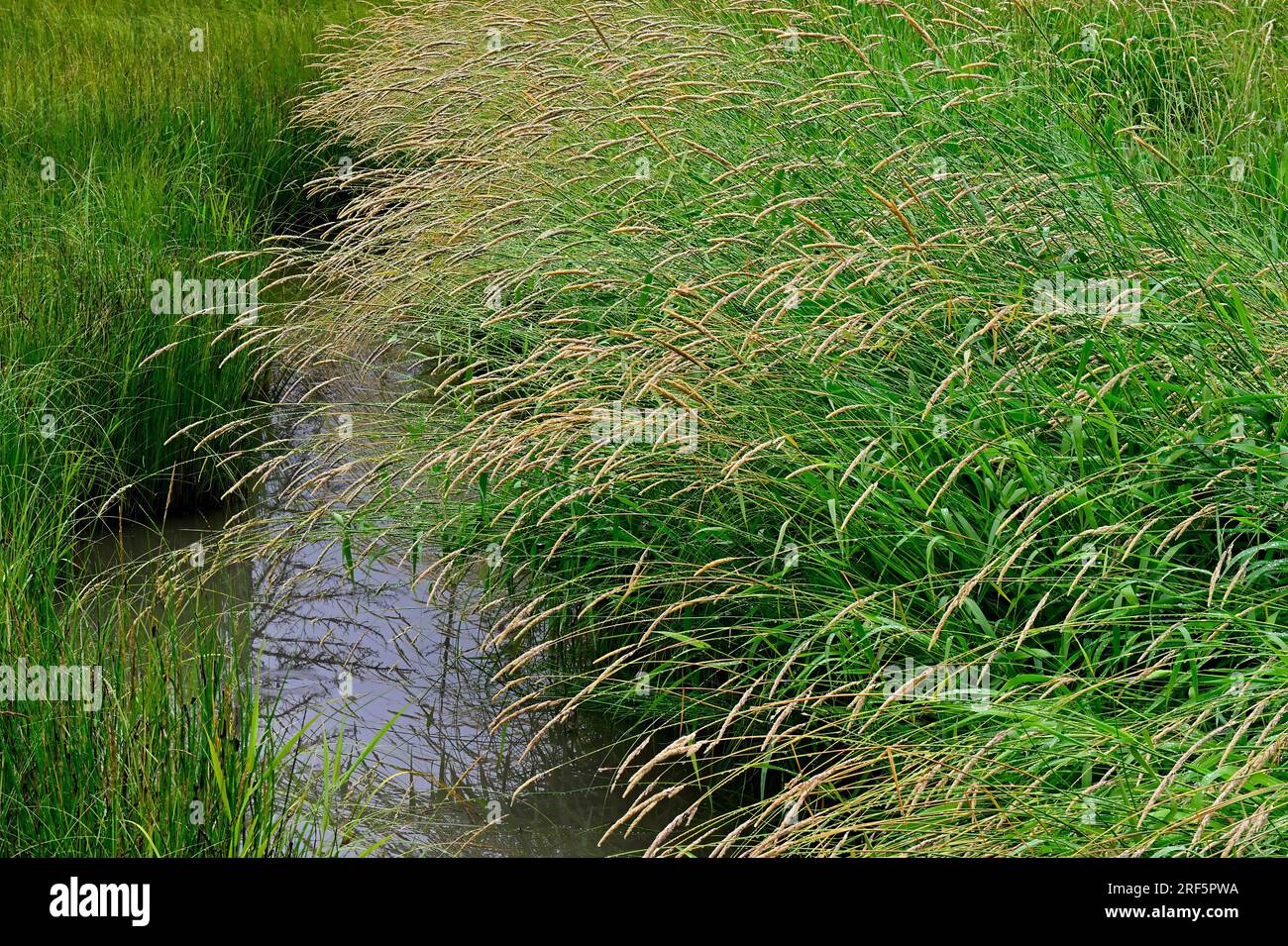 A horizontal image of grass growing in a wetland in rural Alberta ...