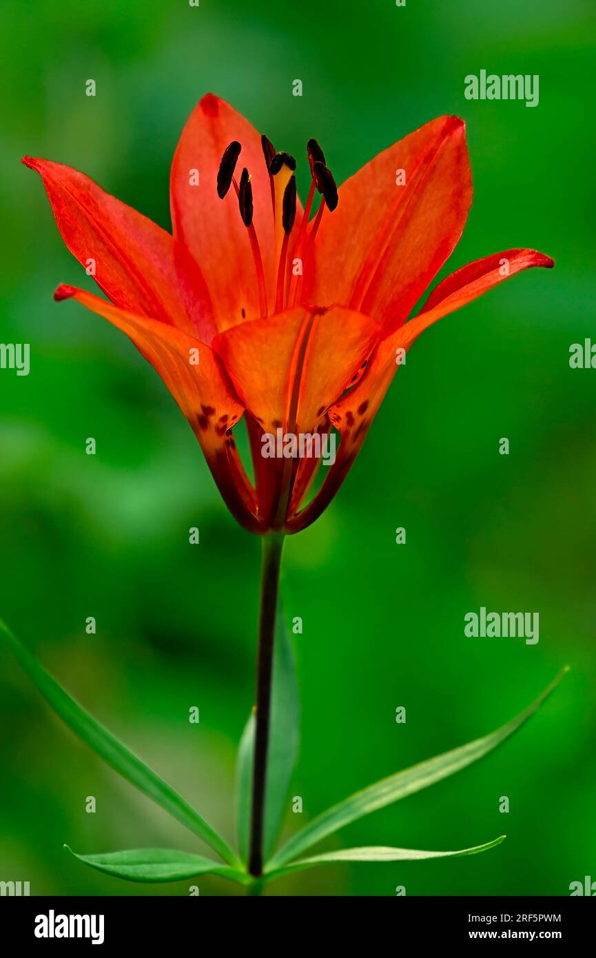 A vertical image of a brightly colored wood lily (Lilium philadelphicum ...
