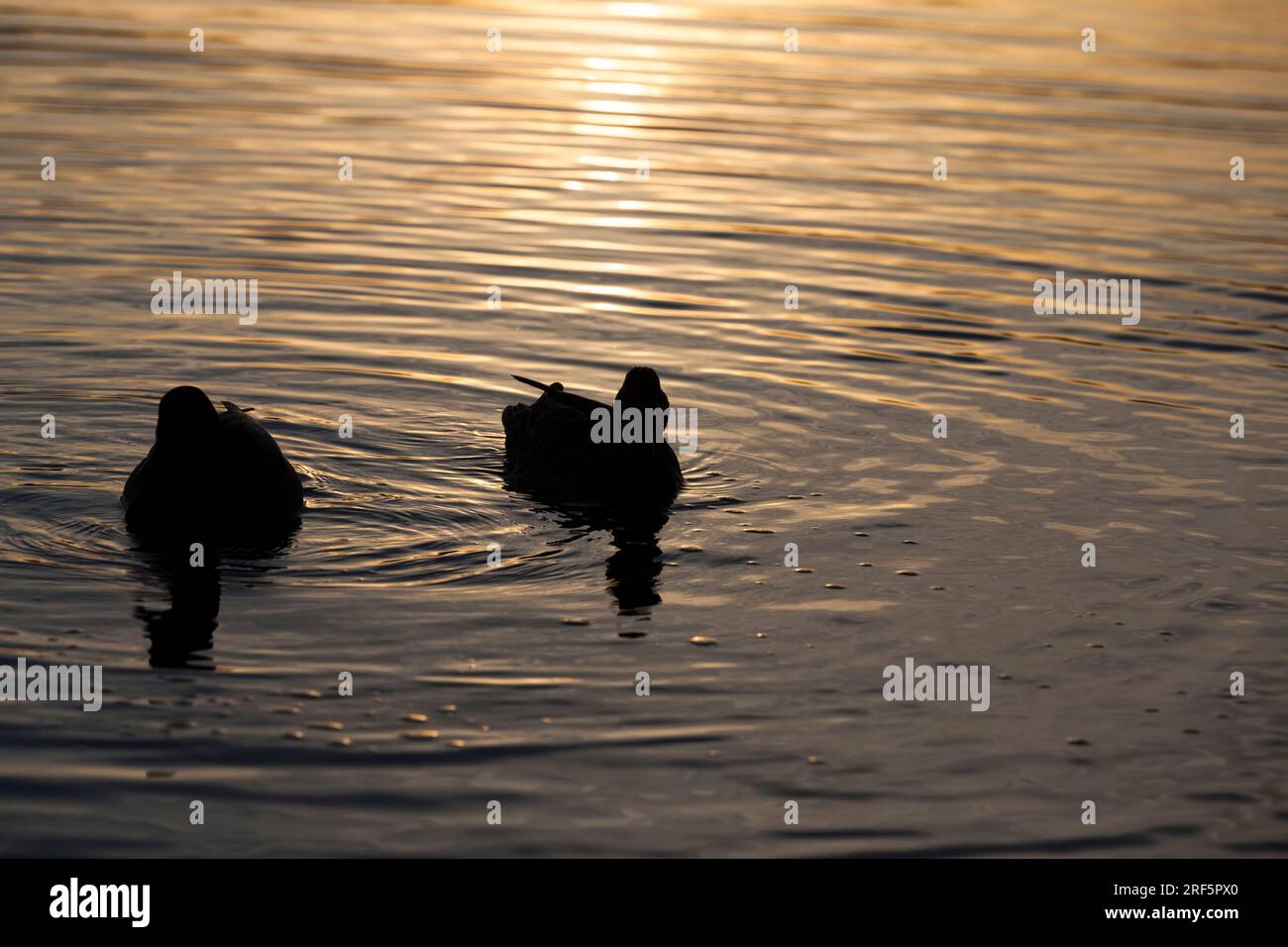 waterfowl in the wild, wild ducks in spring or summer in europe, wild ...